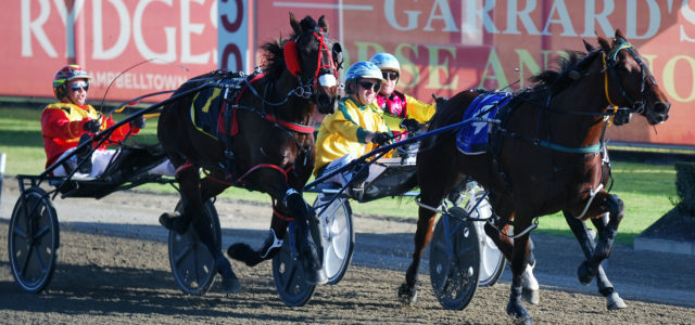 WATCH OUT MOLLY | National Trotguide