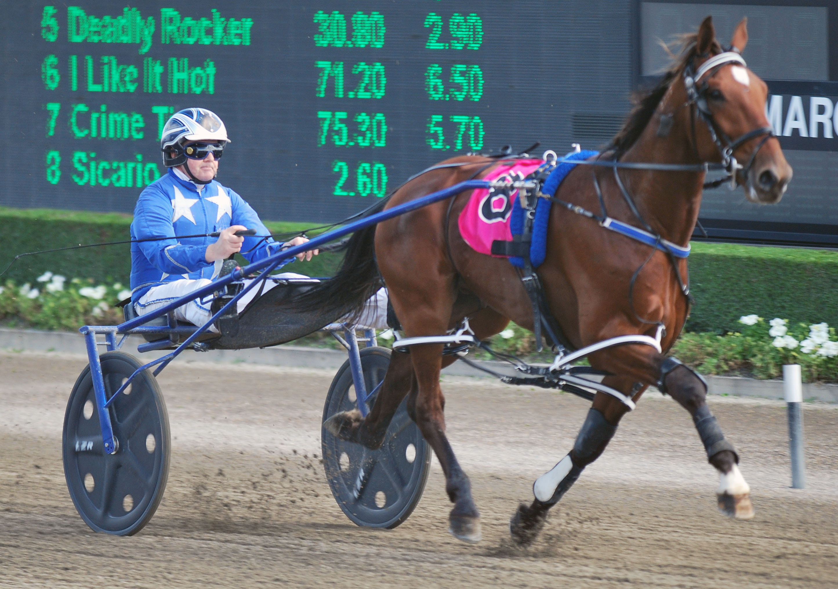 Drama for Purdon stable | National Trotguide