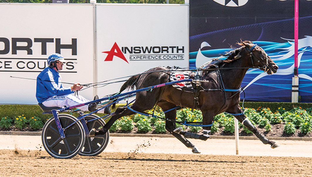 Classy colt flexes his muscles | National Trotguide