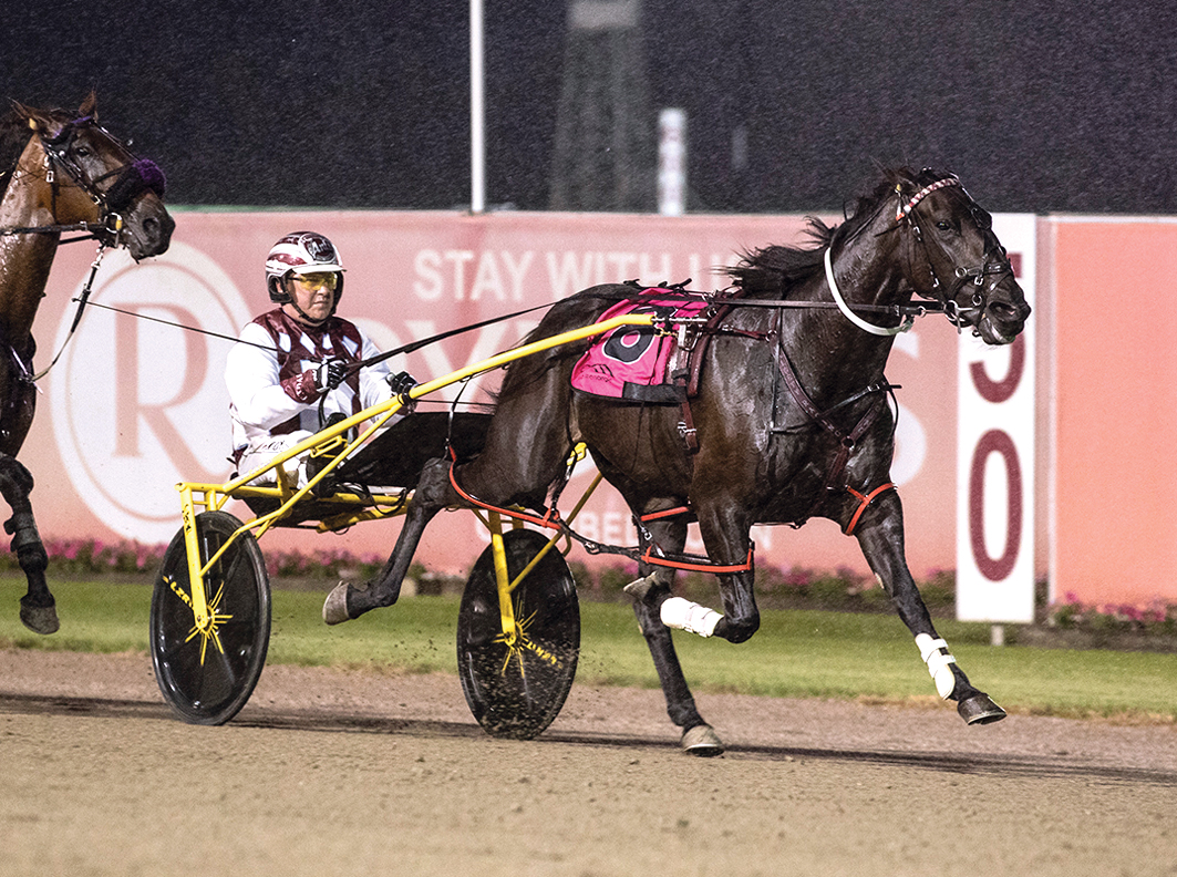 DR SUSAN NZ | National Trotguide