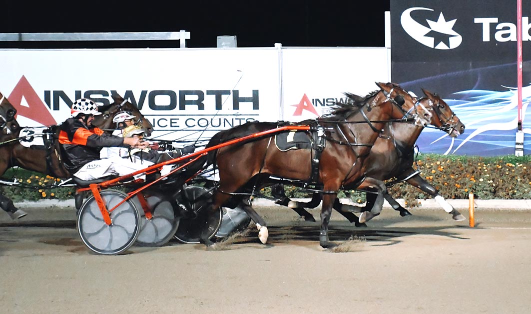 Our Antonio Rose | National Trotguide