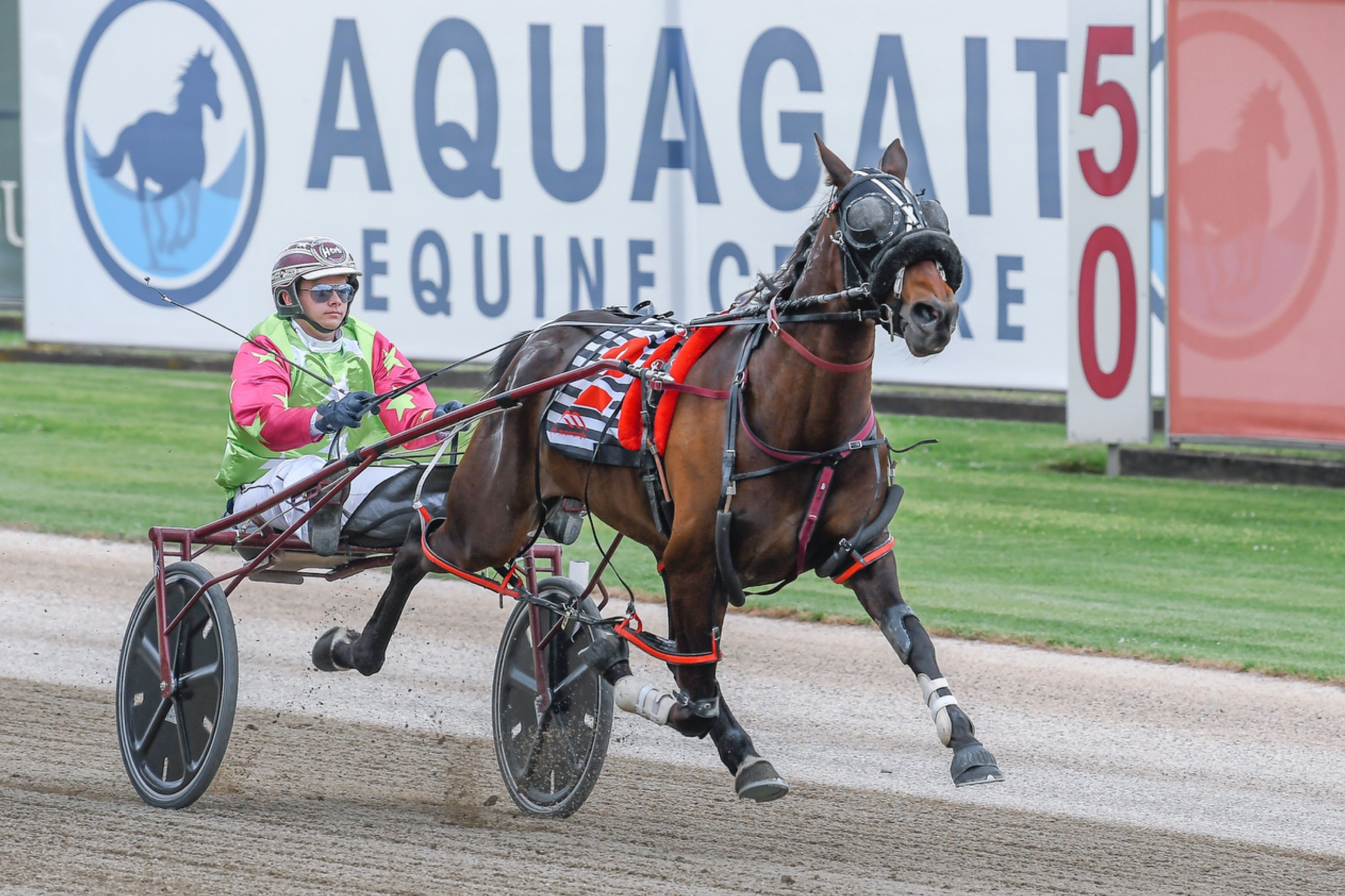 The Wolf – Riley Butt | National Trotguide