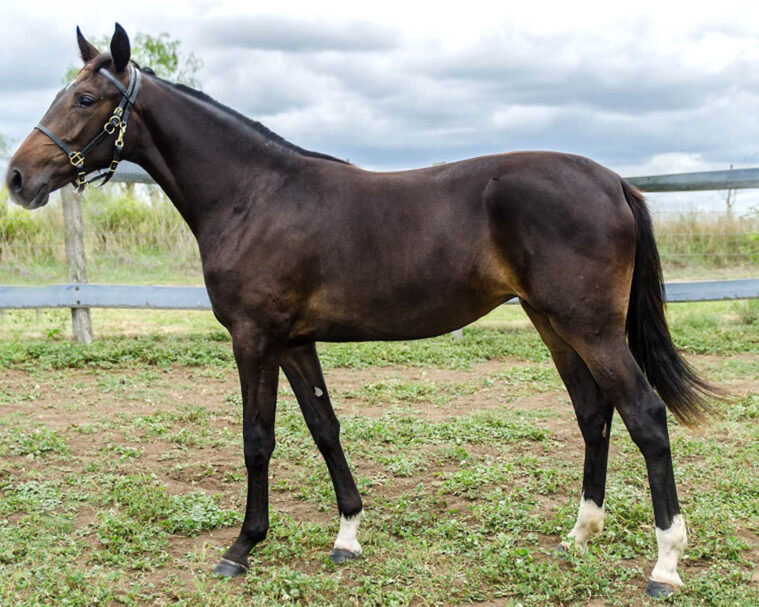 Colleagues collide for APG bragging rights | National Trotguide