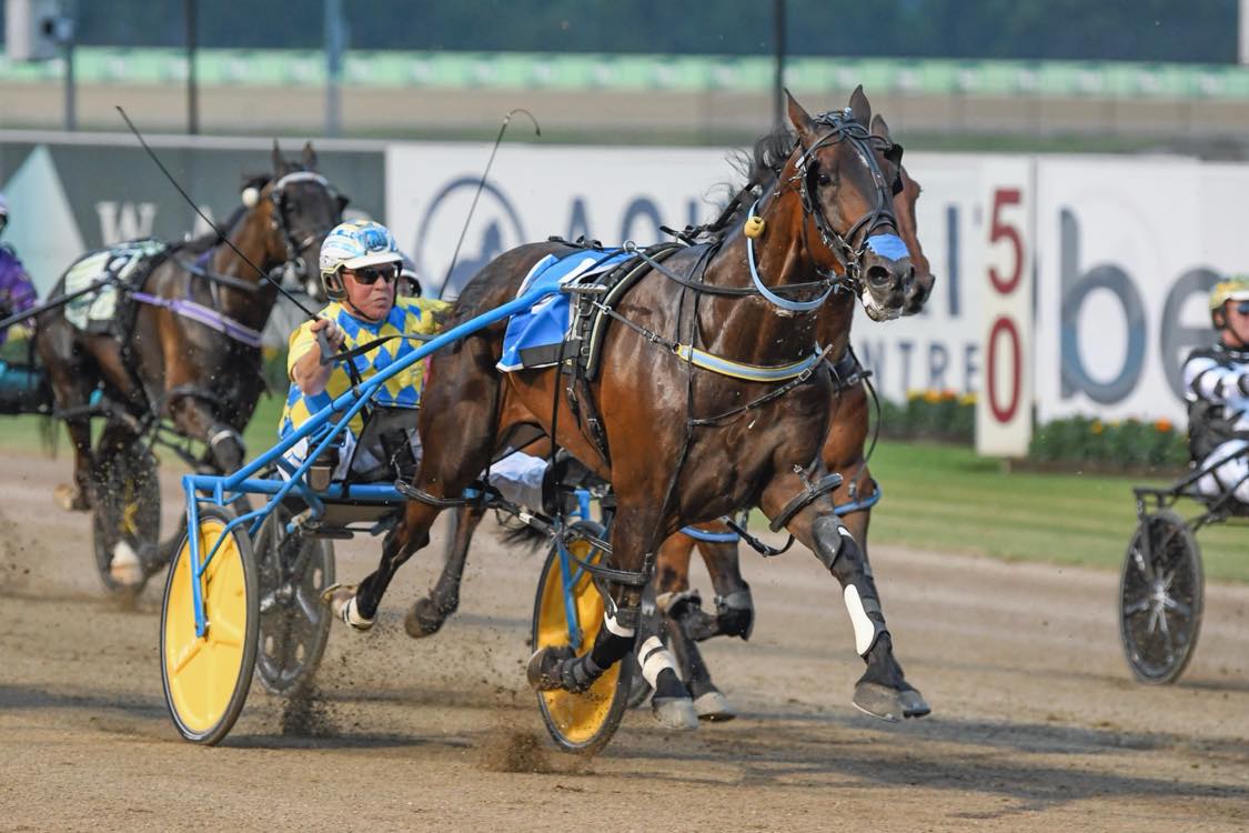 Group One winner enjoying new lease on life | National Trotguide