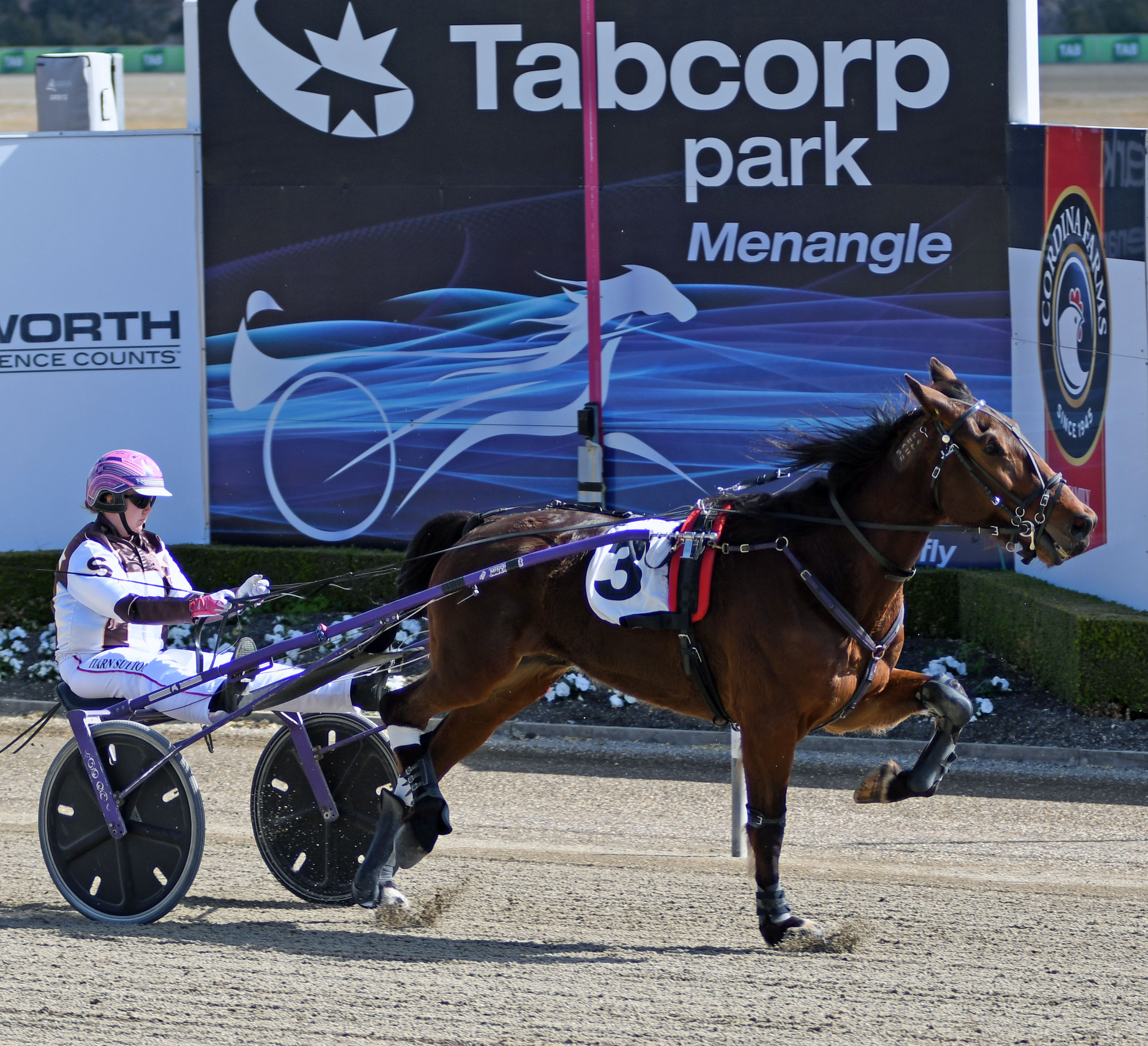 Tiarn wearing those colours with pride | National Trotguide