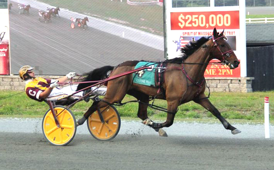 THE BIRD DANCE | National Trotguide