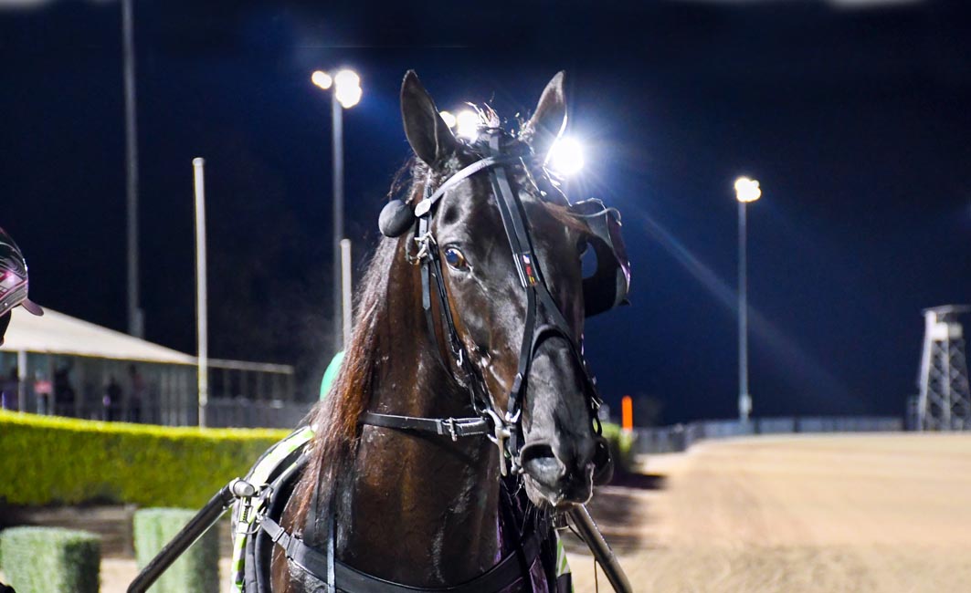 BEYOND DELIGHT | National Trotguide