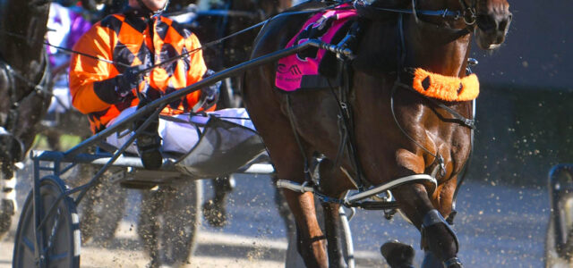 Brief spell before next feature target | National Trotguide