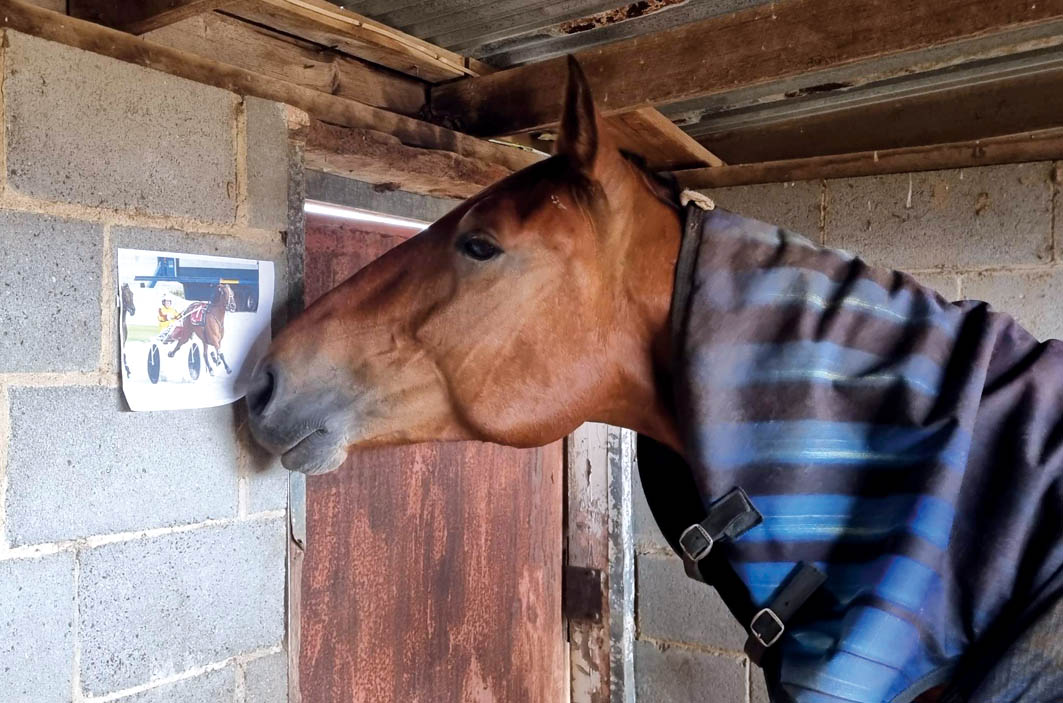 DREAMER queen | National Trotguide