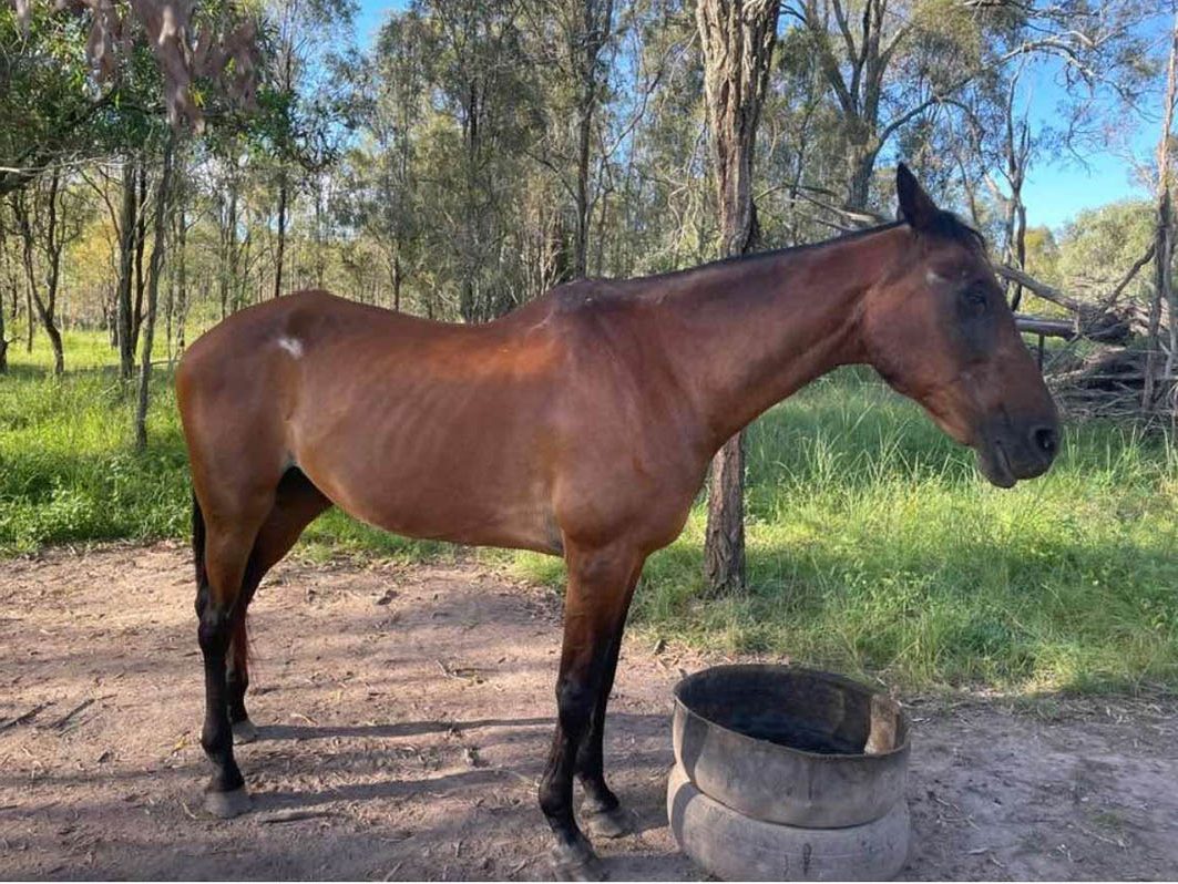 BEE TEE TIMES | National Trotguide