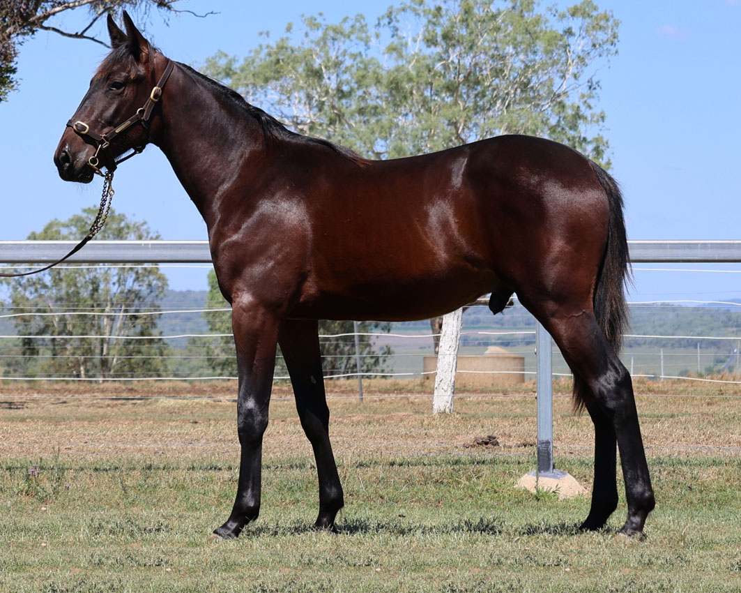 LOT 7- JOY TO ALL COLT | National Trotguide